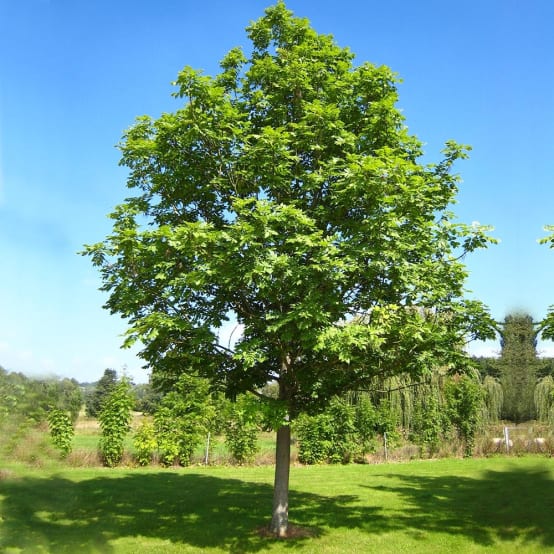 Fraxinus excelsior - Frêne commun Pot de 7,5L/10L - Jardiland