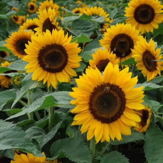 Graines de Tournesol Pradera F1 Gold - Helianthus annuus Graines ...