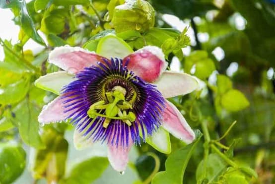 Passiflora edulis var. flavicarpa (Fruit de la passion (Grenadille ...