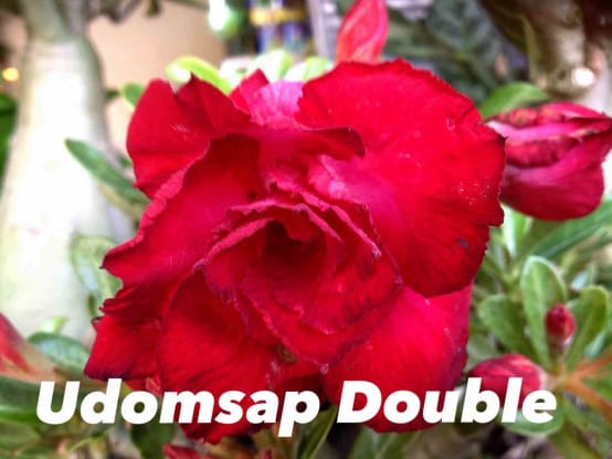 Adénium obésum cv. Udomsap Double Couleur floraison:Rouge - Taille ...