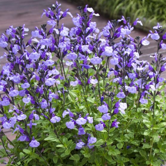 Sauge arbustive So Cool Pale Blue - Salvia microphylla Pot de 3L/4L ...