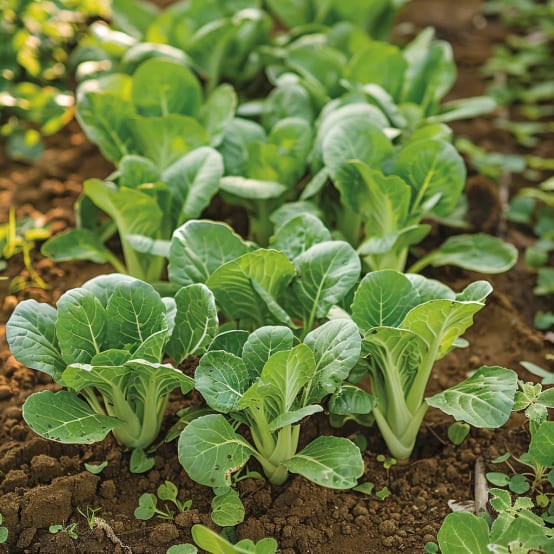 200 Graines de Chou Chinois Tatsoi - SemiSauvage Permaculture - Jardiland