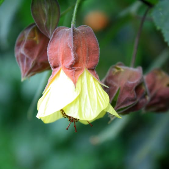 Abutilon megapotamicum Ines Pot de 3L/4L - Jardiland