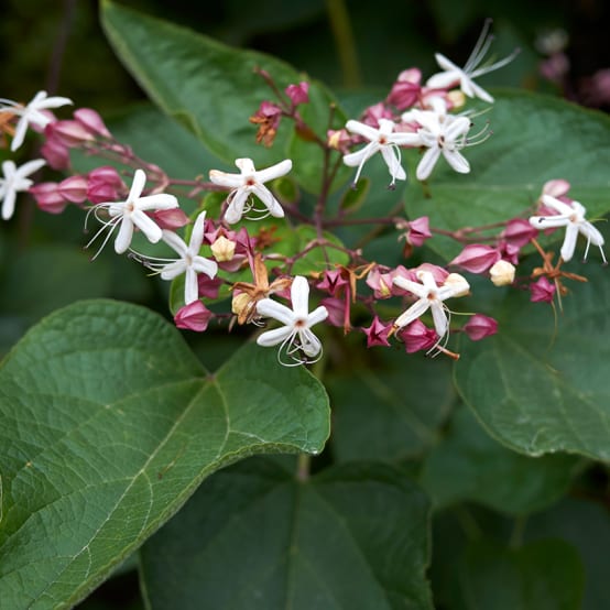 Arbre de la chance - Clerodendrum trichotomum, clérodendron Pot de 3L/4L - Jardiland