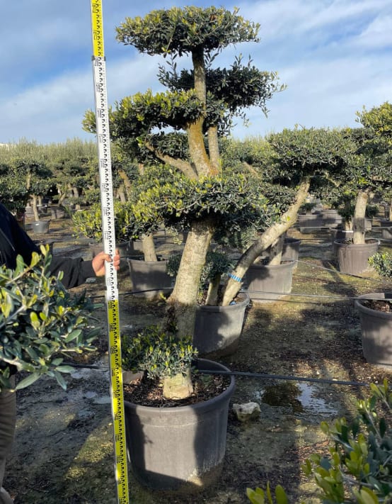 Olea europaea (Oliviers) Multi-plateaux Couleur floraison:Blanc - Taille:Pot de 110L 200/250cm ...