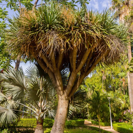Cordyline australis Pot de 3L/4L - Jardiland