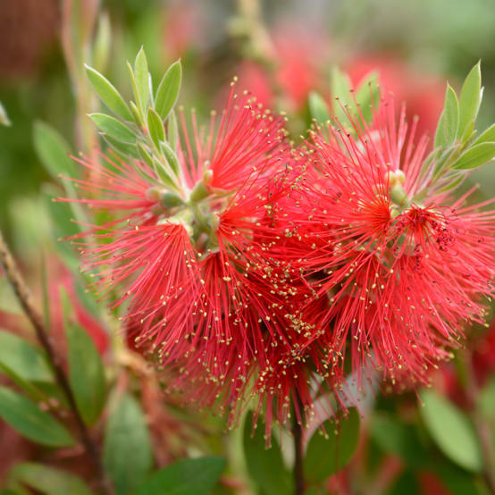 Callistemon (x) laevis - Rince-bouteille en pot de 2L/3L - Jardiland