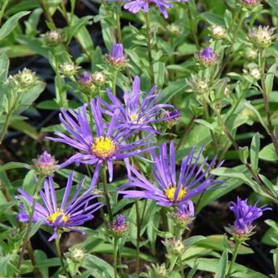 aster violet queen