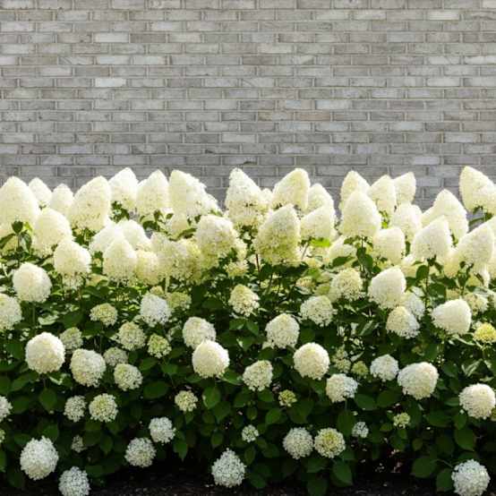 hydrangea paniculata unique hauteur