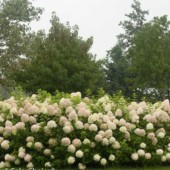 hydrangea paniculata unique hauteur
