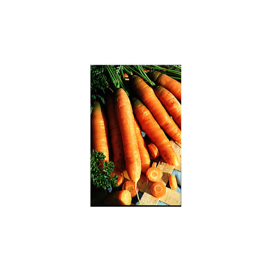 Carotte Touchon - Daucus carota le sachet de 3600 graines (5g) - Jardiland
