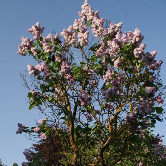 Lilas - Syringa vulgaris Katherine Havemeyer Pot de 3L/4L - Jardiland