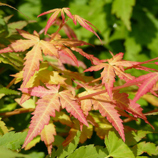 Érable du Japon Little Princess - Acer palmatum little princess 40cm ...