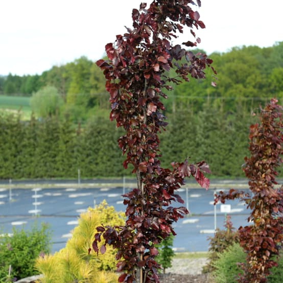 Fagus sylvatica Anny's Red Pillar - Hêtre pourpre colonnaire Pot de 4L ...
