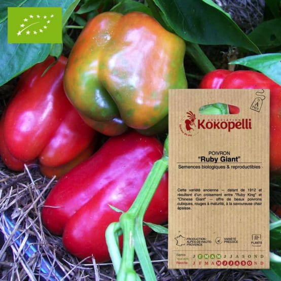 Graines bio à semer - Poivron Ruby Giant- Association Kokopelli - Jardiland