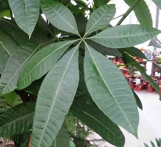 Pachira aquatica SPÉCIMEN (noix de Malabar, Châtaignier de Guyane ...