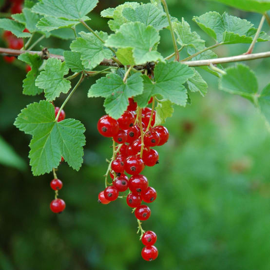 Groseillier à grappes - Lot de 3 - Ribes rubrum - Hauteur 25-40cm ...