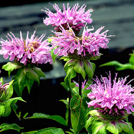 Monarde Melissa - Bergamote Godet de 8/9 cm - Jardiland