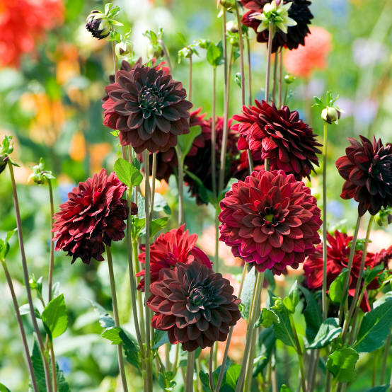 Dahlias - Set de 6 - Dahlia 'Arabian Night' - Bulbes à fleurs - Rouge ...