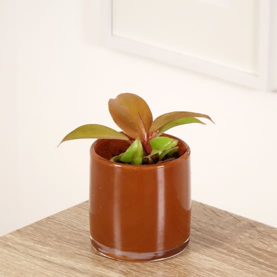 Philodendron Cherry Red Mini-plante - Jardiland