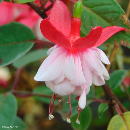 Fuchsia Chantilly Godet de 8/9 cm - Jardiland