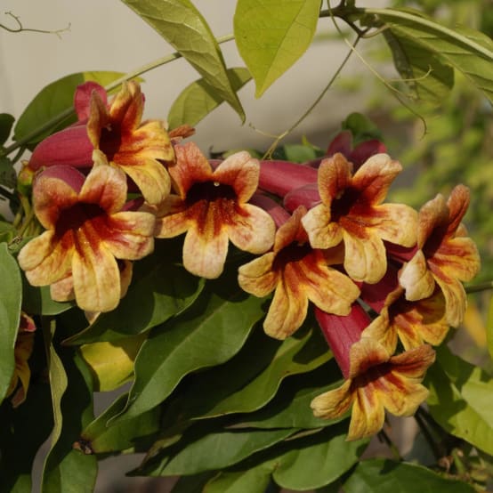 Campsis capreolata - Bignone à vrilles Pot de 2L/3L - Jardiland