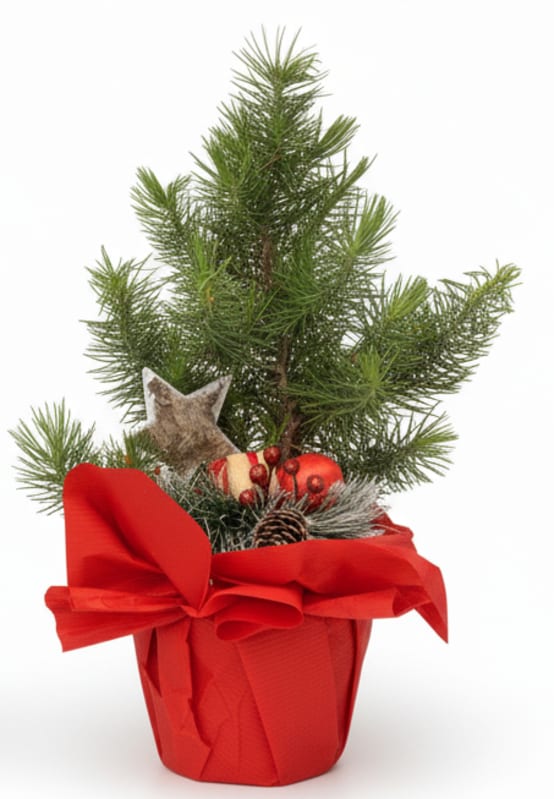 Petit sapin Noel : Pinus p9cm en collerette rouge avec décoration ...