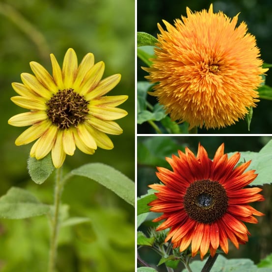 Graines de Tournesol nain Aztec Treasure Mix - Helianthus annuus ...
