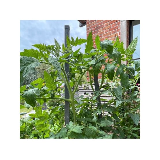 Tuteur tomates (lot de 8) - Gris anthracite 150 cm - Jardinex - Jardiland