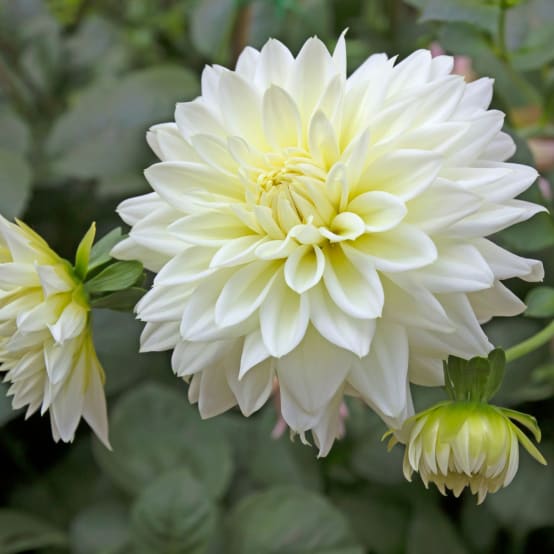 Dahlia 'White Perfection' - Lot de 3 - Tubercules - Bloomers d'été ...