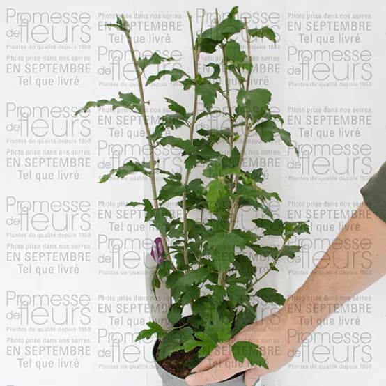 Hibiscus syriacus White Chiffon - Althéa blanc double Pot de 2L/3L - Jardiland