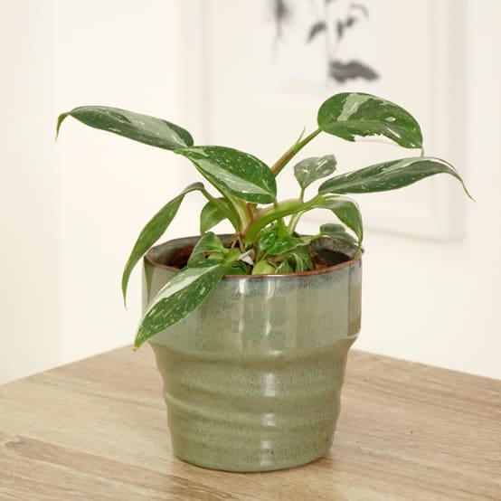 Philodendron White Princess Mini-plante - Jardiland