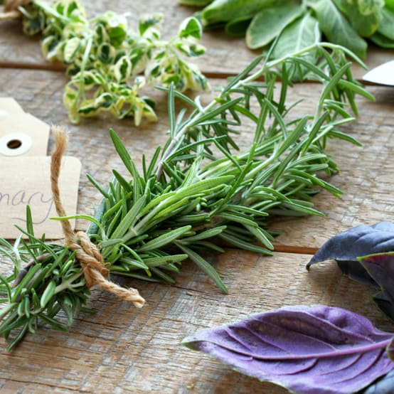 Romarin officinal BIO - Sachet - bio - Jardiland