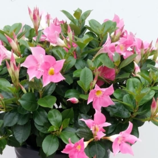 Dipladenia Diamantina Jade Rose Pot de 2L/3L - Jardiland