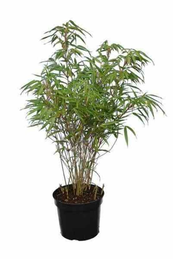 Fargesia "Rufa" (Bambou non traçant) Taille:Pot 15 Litres - 100/125cm ...