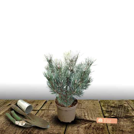 Pin sylvestre nain Chantry Blue, Pinus - Pot de 3L - 20/40 cm - Jardiland