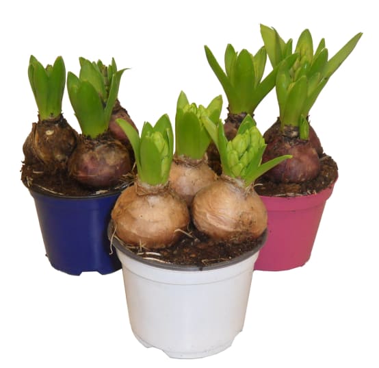 Lot de 3 Jacinthes pot 12 cm : une bleue, une rose et une blanche ...