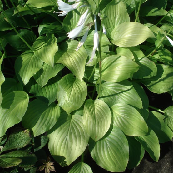 Hosta Royal Standard en pot de 3L - Jardiland
