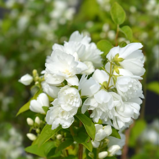 Philadelphus Virginal - Seringat blanc Pot de 3L/4L - Jardiland