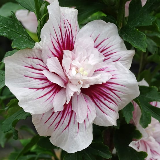 Hibiscus syriacus Starburst Chiffon - Althéa Pot de 3L/4L - Jardiland