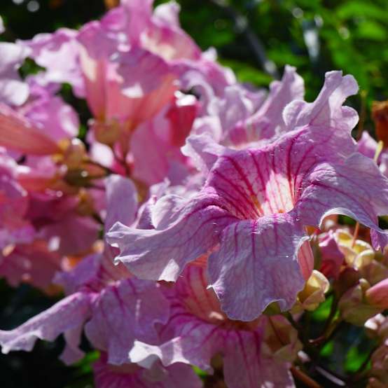 Bignone rose Comtesse Sarah à fleurs Rose - feuillage Semi-Persistant ...