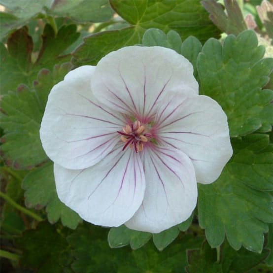 Geranium vivace Coombland White Godet de 8/9 cm - Jardiland