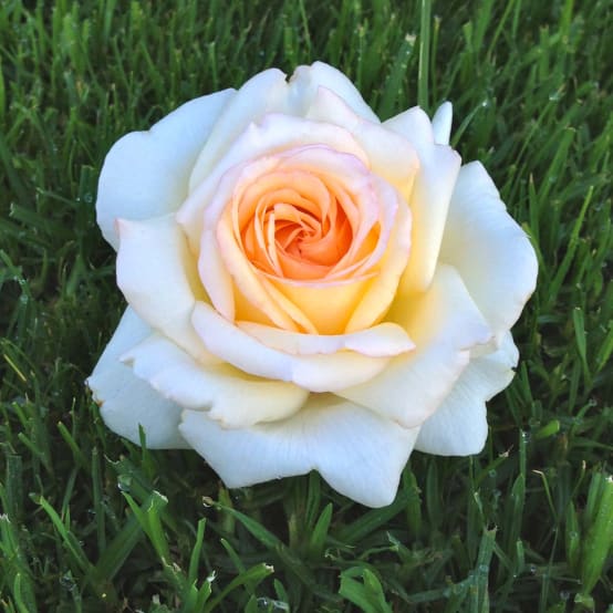 Rosier à grandes fleurs Anastasia Pot de 4L/5L - Jardiland