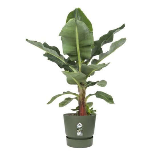 Elho Greenville Pot De Fleurs Rond 55 - Vert - ø 55 X H 50 Cm ...