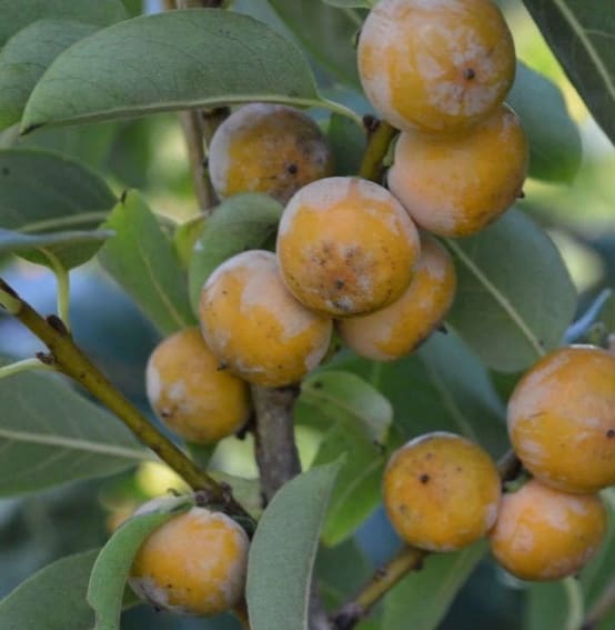 Diospyros lotus (plaqueminier d'Italie, plaqueminier lotier, prunier ...