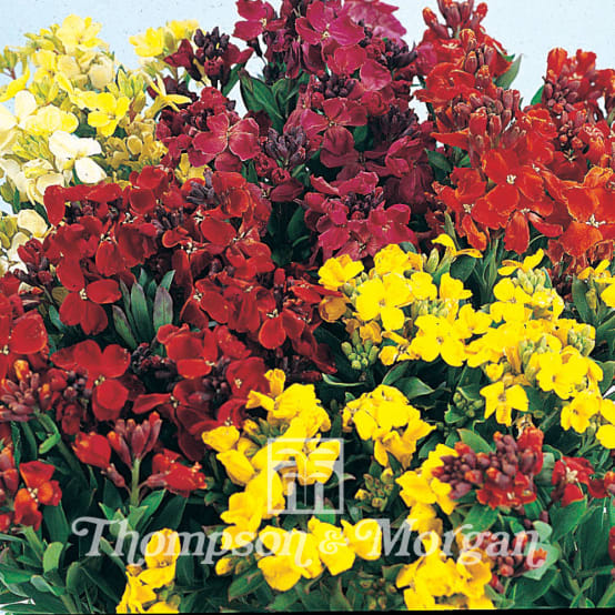 Graines de Giroflée ravenelle Bedding Mixed - Erysimum ou Cheiranthus ...