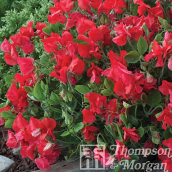 Graines de Pois de senteur Villa Roma Scarlet - Lathyrus odoratus le ...