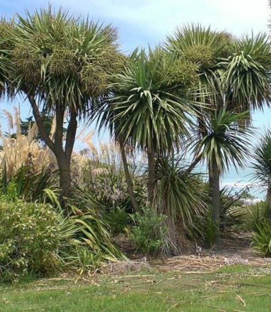 Cordyline australis Couleur floraison:Blanc - Taille:Pot de 3 litres ...