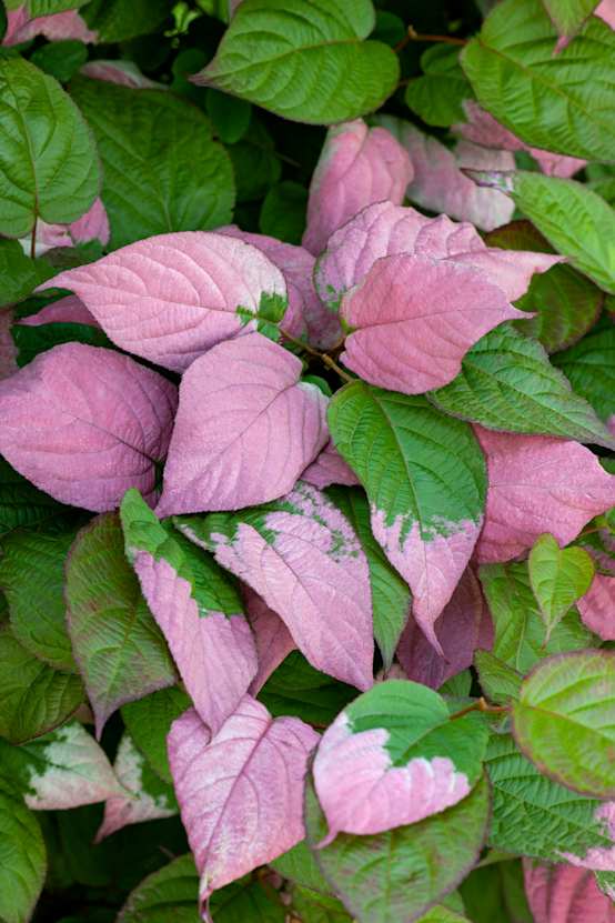 Actinidia kolomikta - Kiwi d'ornement - Pot de 1,5 litres - Jardiland
