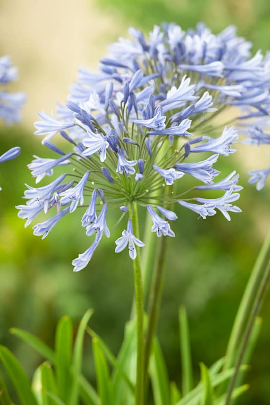 Agapanthus 'Blue Triumphator' - Agapanthe - Pot 2L - Jardiland